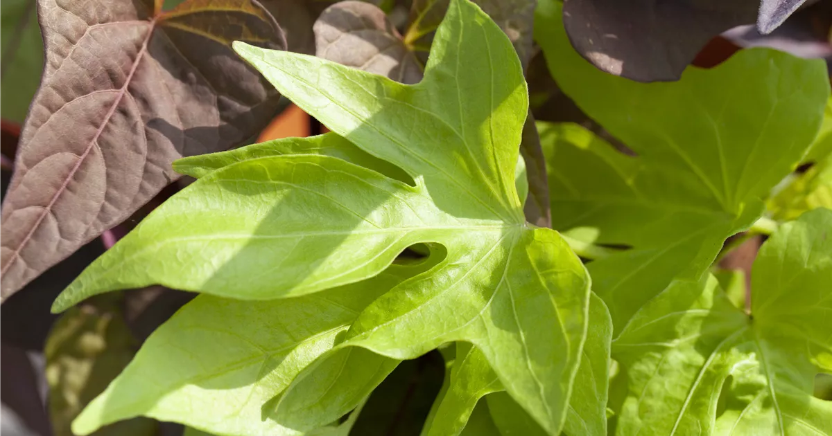 Ipomoea batatas Papas® Light Green