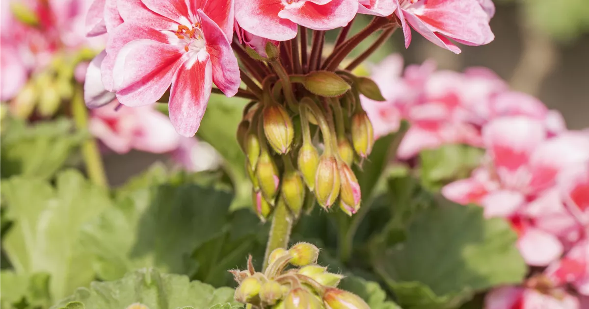 Zonal-Pelargonie Savannah® 'Pink Mega Splash'
